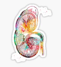 Kidney Stickers | Redbubble