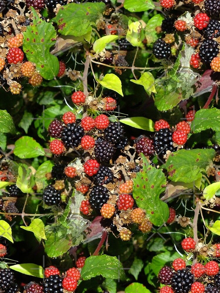 "Brambles (pattern)" by Yampimon | Redbubble