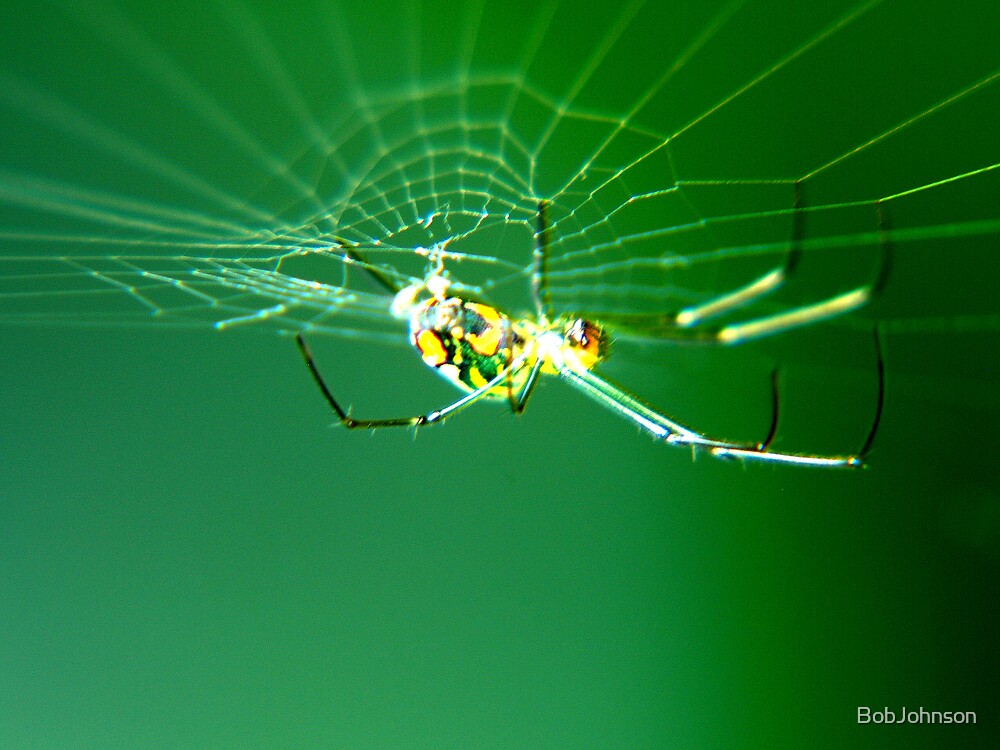 "Tiny Neon Spider" by BobJohnson | Redbubble