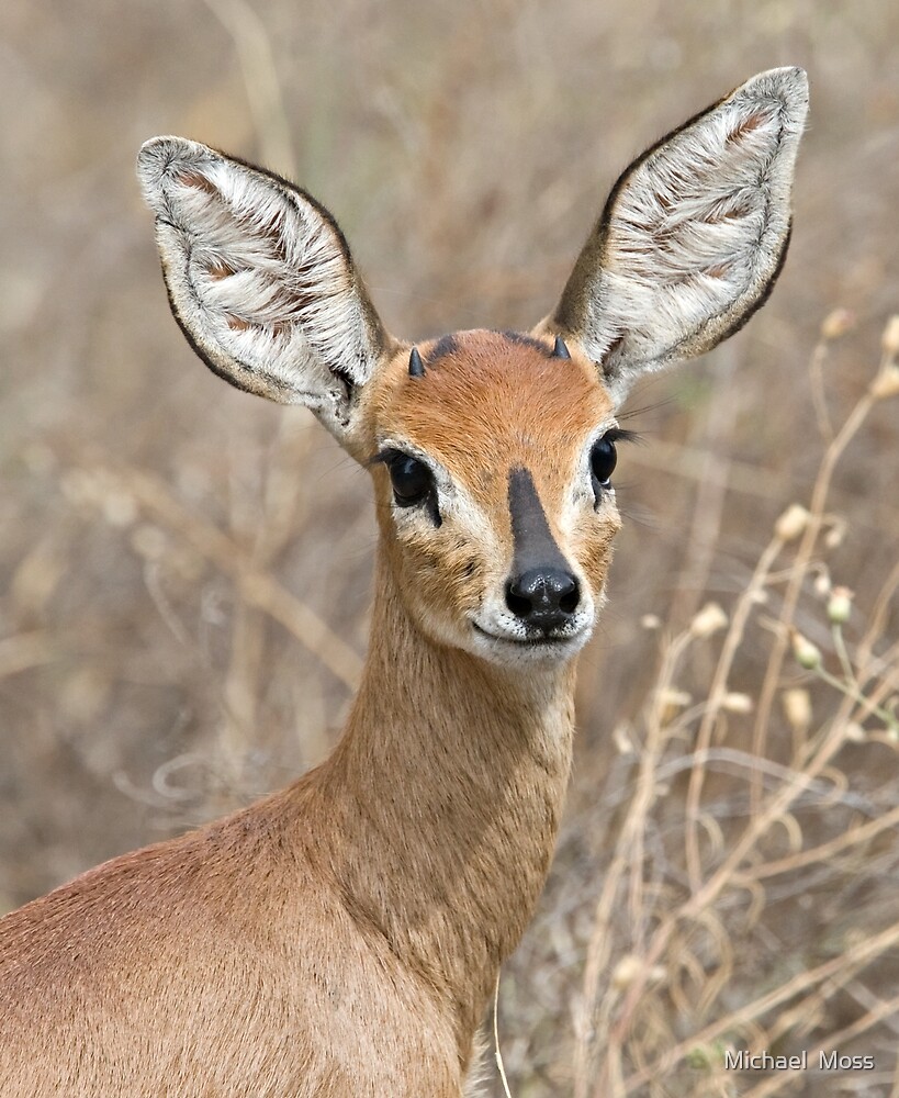 "Young Male Steenbok - Up Close" by Michael Moss | Redbubble