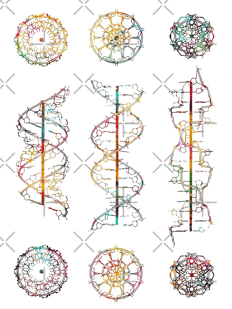 "DNA helix conformation Print A-form B-form and Z-form DNA Genetic Art ...