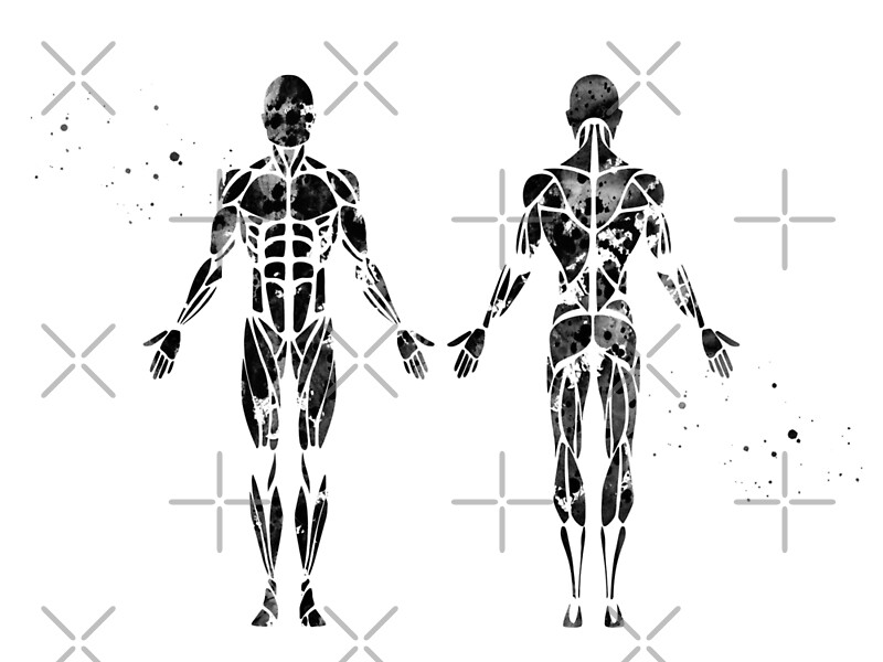 "Male muscular System" by erzebetth | Redbubble