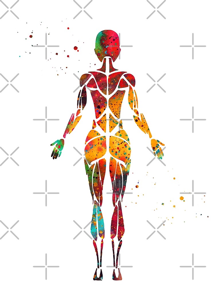 "Female muscular System" by erzebetth | Redbubble