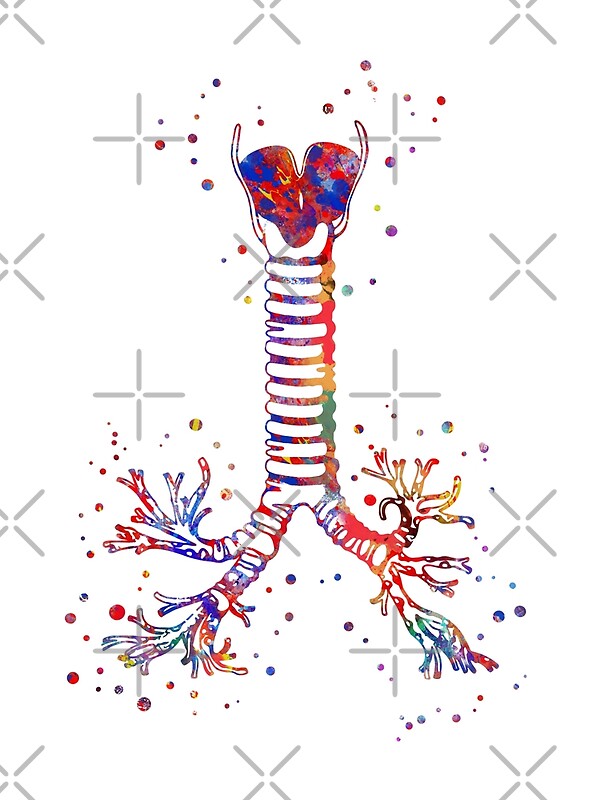 "Windpipe, windpipe anatomy" by Rosaliartbook | Redbubble