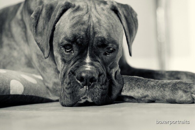 "Having a Ruff Day!" by boxerportraits | Redbubble