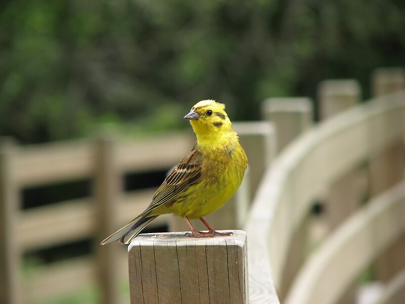 "A yellow sparrow" by mkleinjan | Redbubble