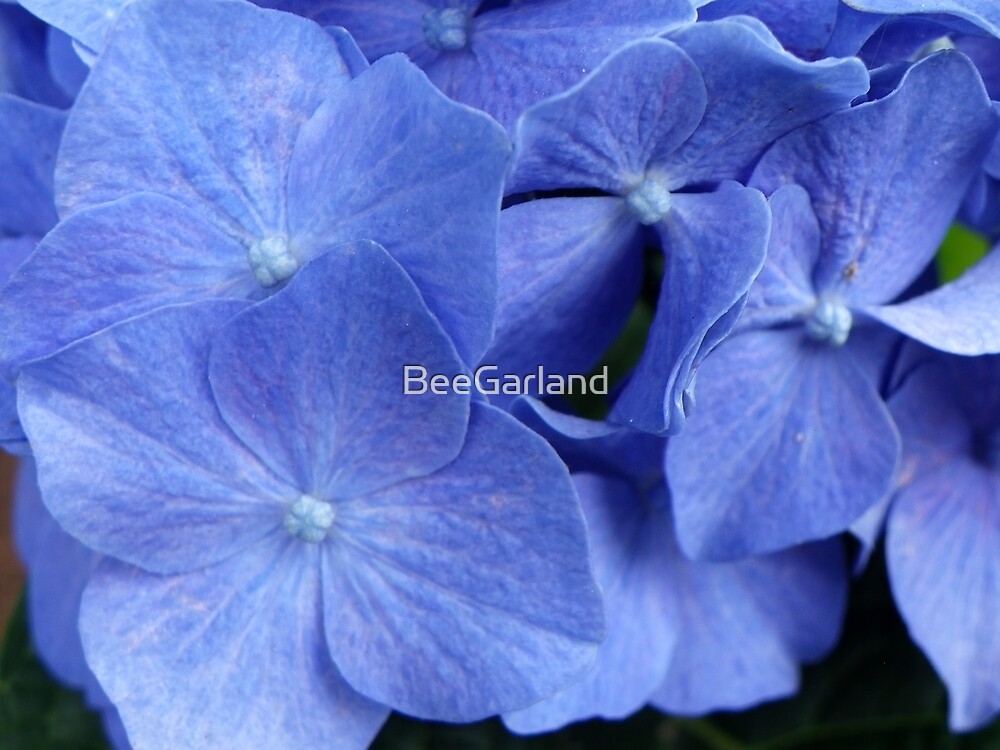 "Soft Periwinkle" by BeeGarland | Redbubble