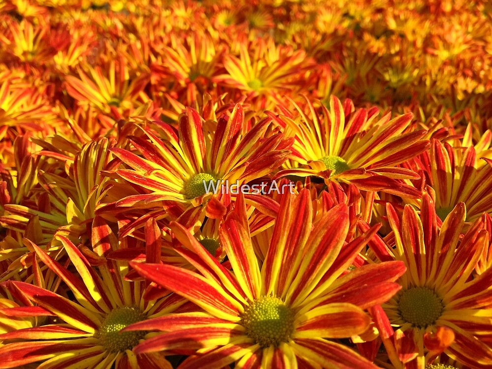 "PELEE MUMS....The Best Thing About Autumn" by WildestArt | Redbubble