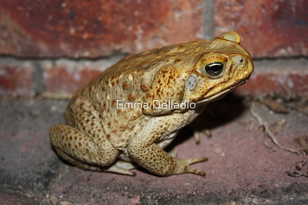"Evil Cane Toad Australia" by Emma Delladio | Redbubble