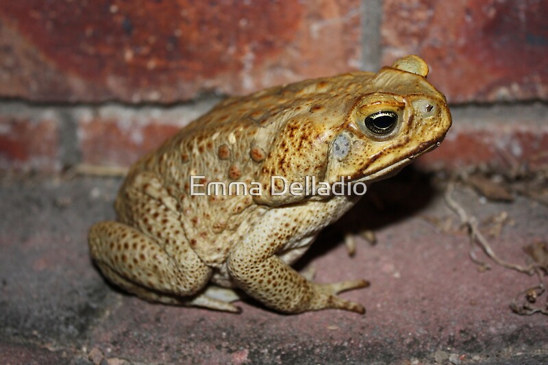 "Evil Cane Toad Australia" by Emma Delladio | Redbubble