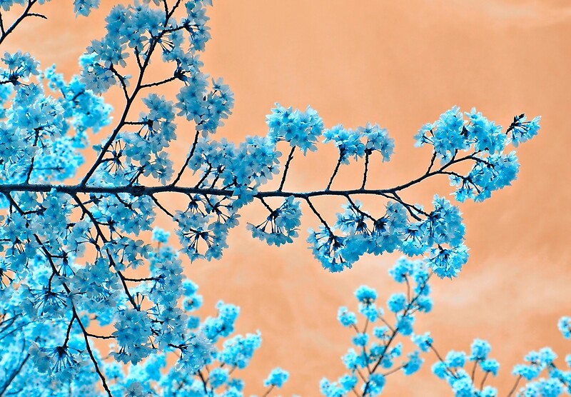 "Blue Blossoms" by vitoz | Redbubble