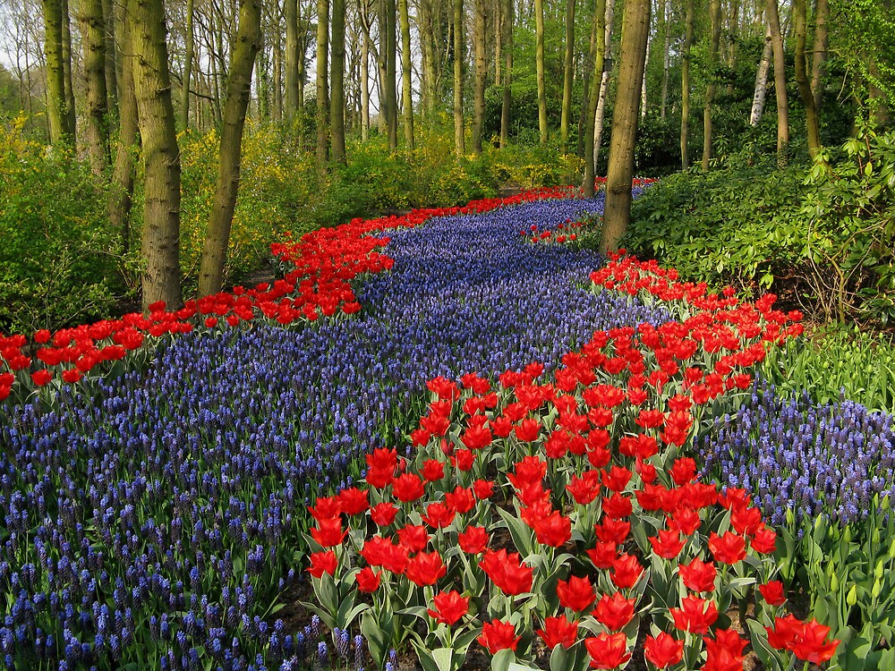 "Blue Flower Path - hyacinth and red tulips " by Artilan | Redbubble