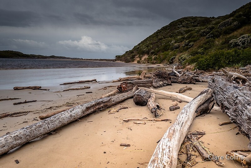 "Driftwood at Arthur Beach" by Clare Colins | Redbubble