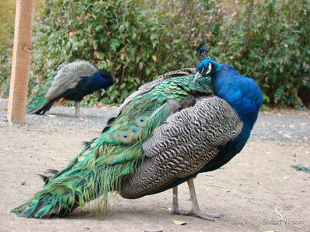 "Indian Blue Peacock" by Susan Vinson | Redbubble