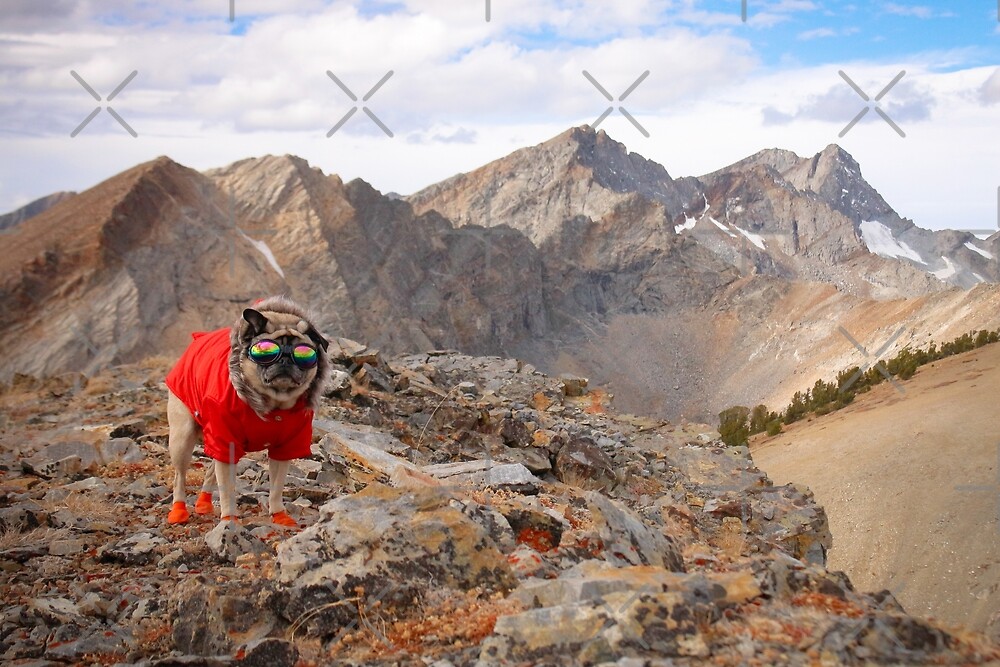 "The Mountain Pug Explores The Peaks" by pugventurephoto | Redbubble