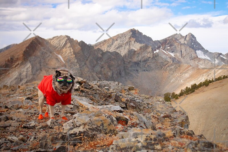 "The Mountain Pug Explores The Peaks" by pugventurephoto | Redbubble