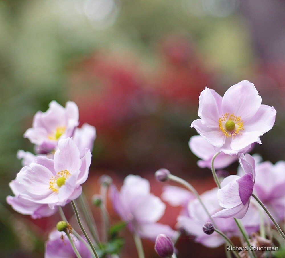 "" Seasons Cosmos "" by Richard Couchman | Redbubble