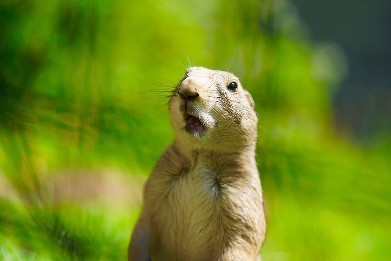 "Surprised Prairie dog " by Helen Kelly | Redbubble
