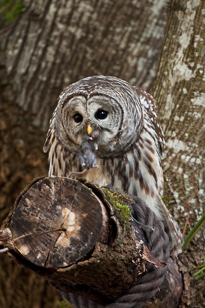 "OWL & PREY" by Sandy Hill | Redbubble