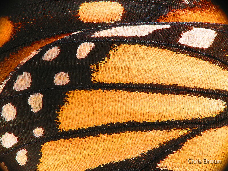 "Monarch Butterfly Wing Macro" by Chris Brown | Redbubble