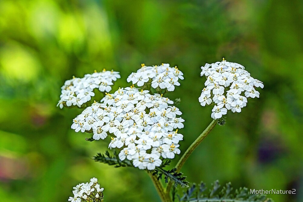 "Common Yarrow Wildflower - Achillea millefolium - White" by ...