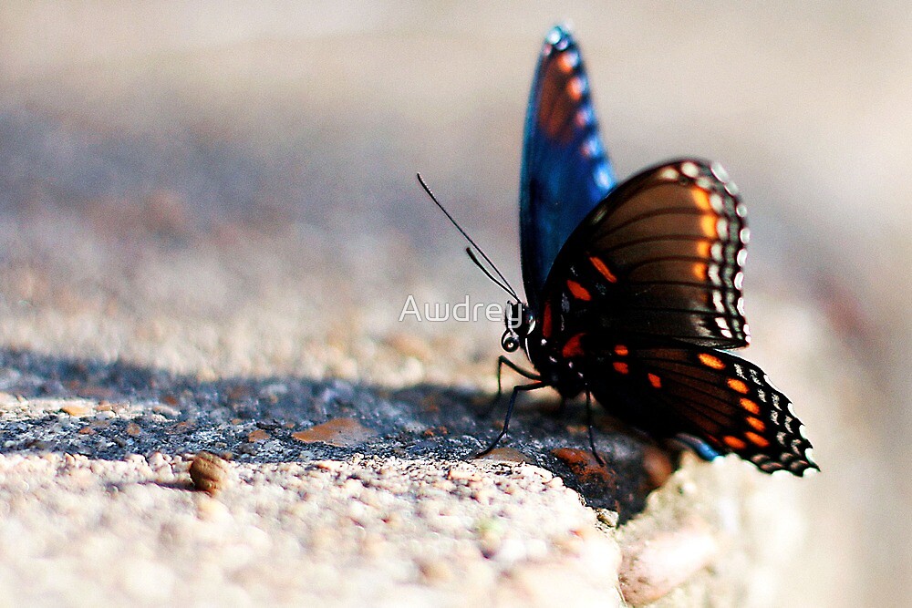 "Butterfly Profile " by Awdrey | Redbubble