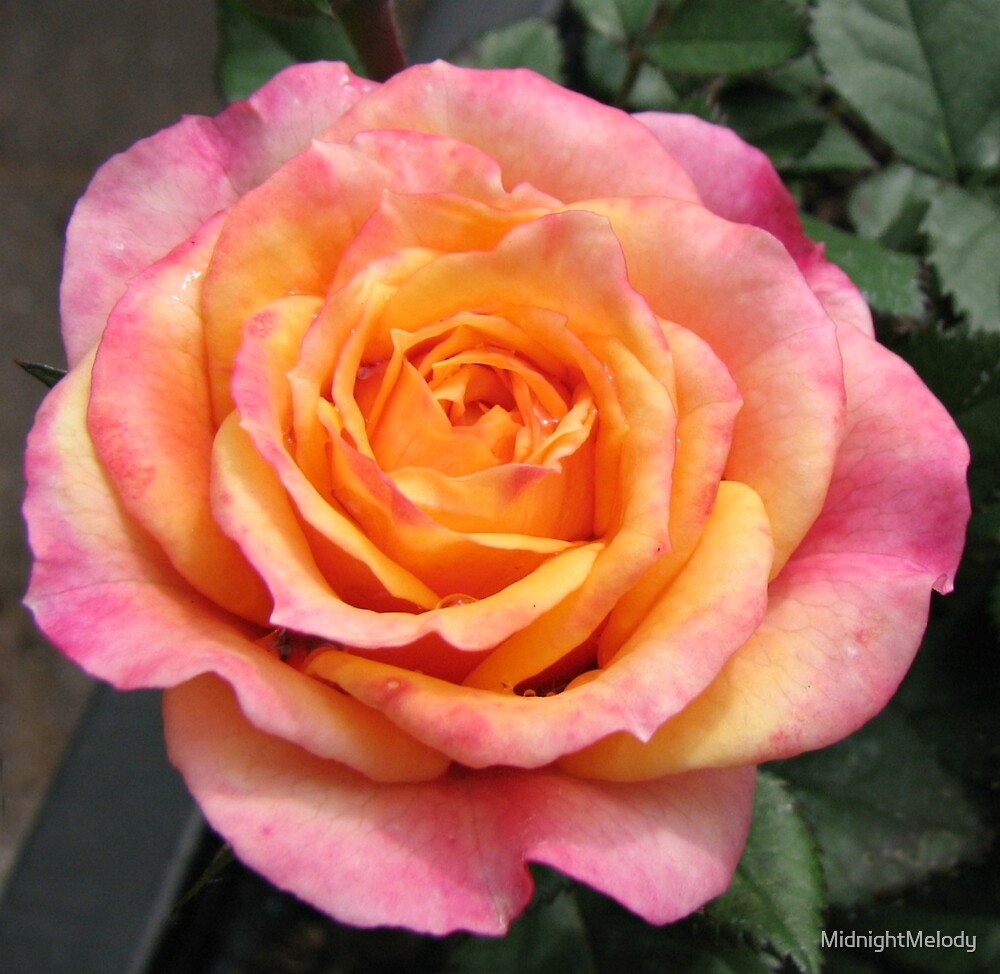 "Radiant Rose" by MidnightMelody | Redbubble