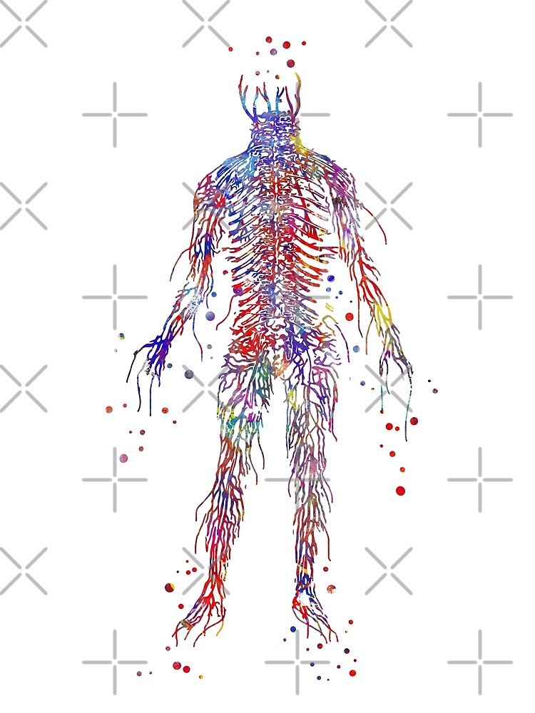 "Circulatory system, watercolor circulatory system, physiology art ...
