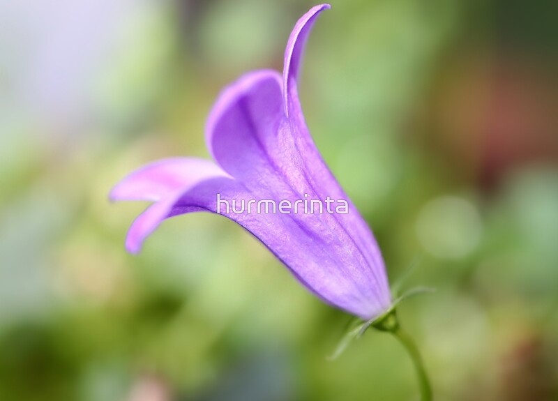 "Gorgeous Little Blue Bell Flower " by hurmerinta | Redbubble