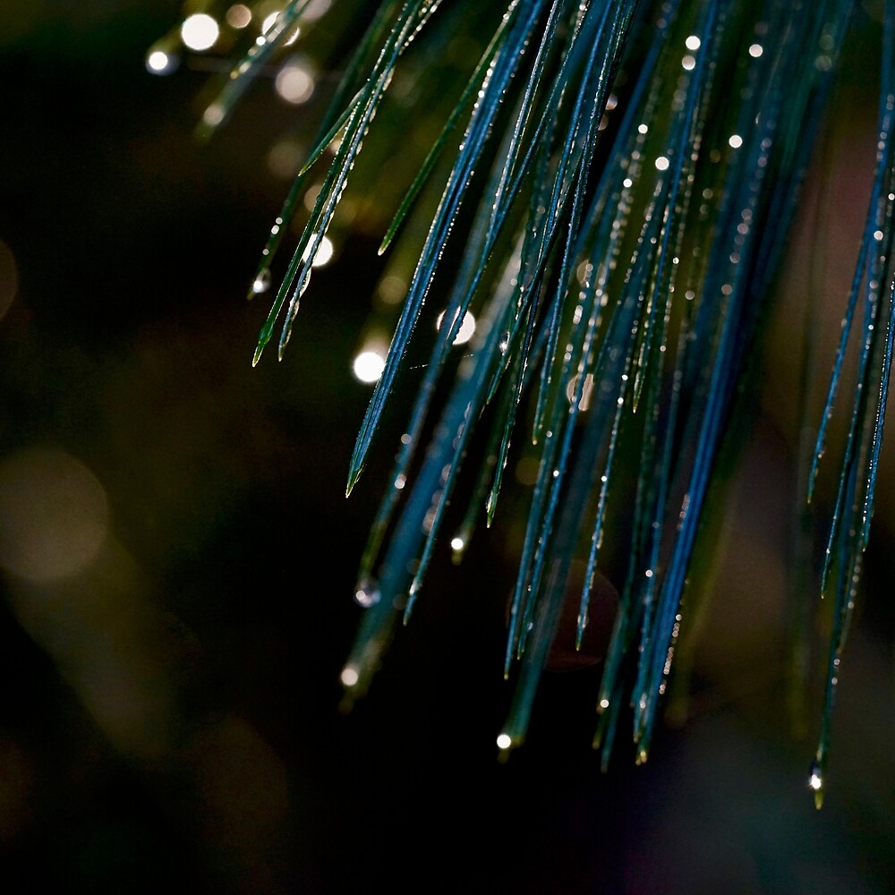 "Twinkling tree " by Helen Kelly | Redbubble