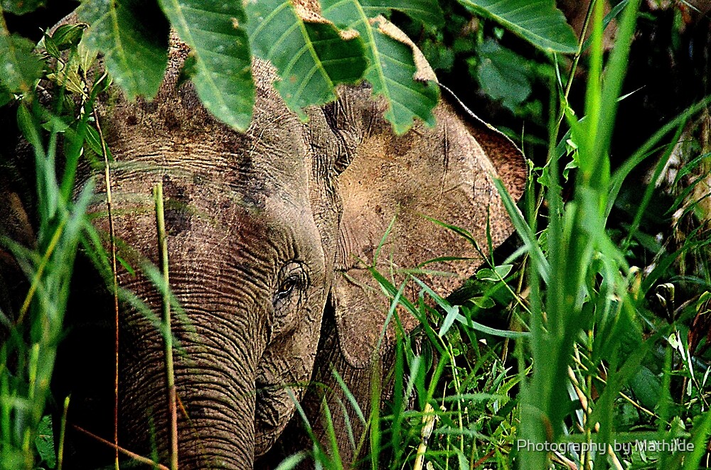 " Malaysian Pygmy Elephant" by Photography by Mathilde | Redbubble