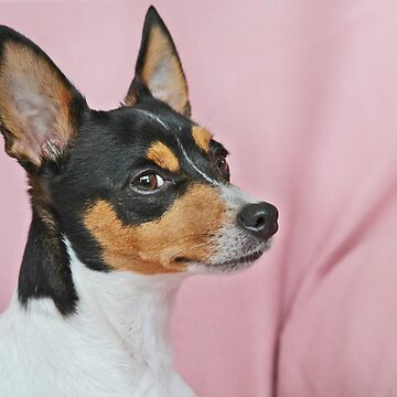 "Australian Miniature Fox Terrier" Poster for Sale by Christine Till ...