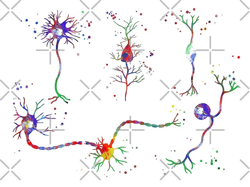 "Neuron cells, neurology poster, medical art, watercolor neuron cells ...