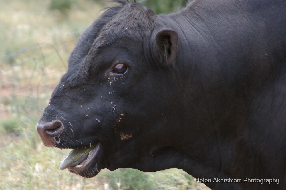 "ANGRY ANGUS!" by Helen Akerstrom Photography | Redbubble