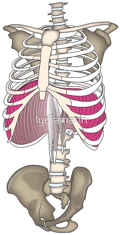 "Your diaphragm's in your rib cage" by lydiamann | Redbubble