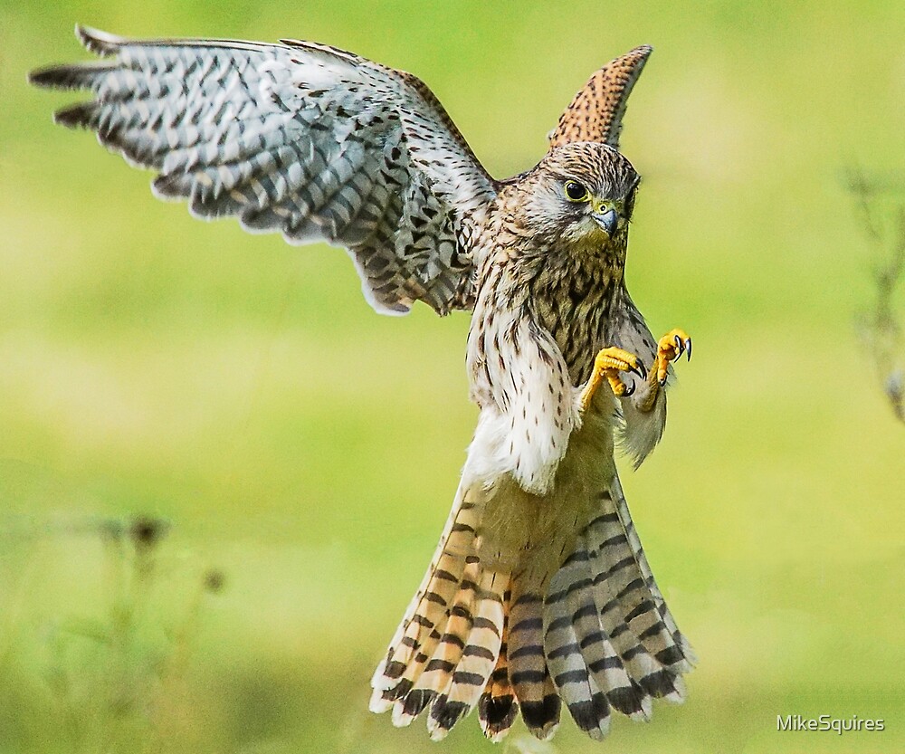 "Kestrel Landing" by MikeSquires | Redbubble