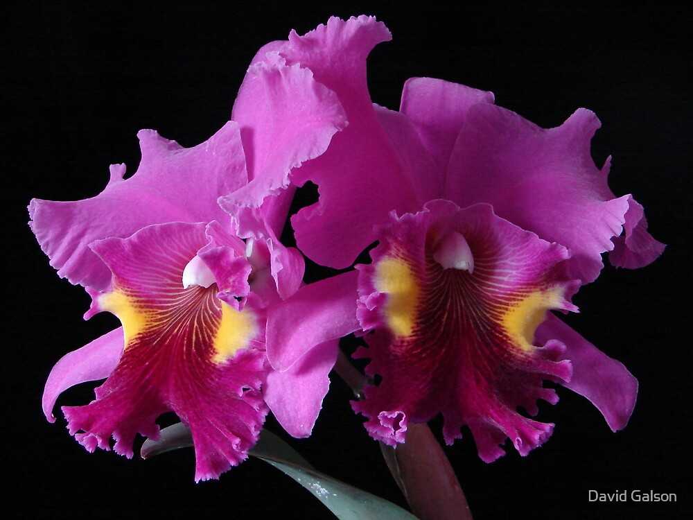 "Best red Cattleya - –Brassolaeliacattleya (Blc.) Lucky Strike" by ...