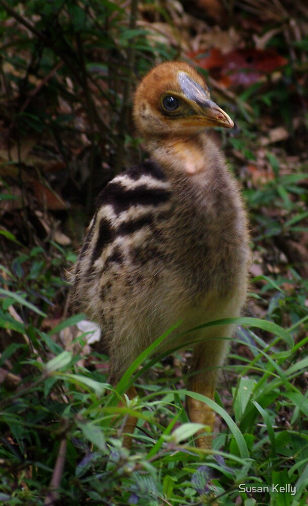 "Baby Cassowary - Licuala forest ,Mission Beach" by Susan Kelly | Redbubble