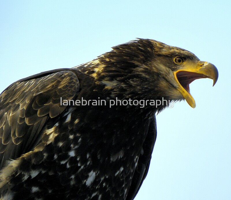 "Screeching Eagle" by lanebrain photography | Redbubble