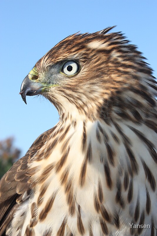 "Blue-Eyed Cooper's Hawk " by Yansen | Redbubble