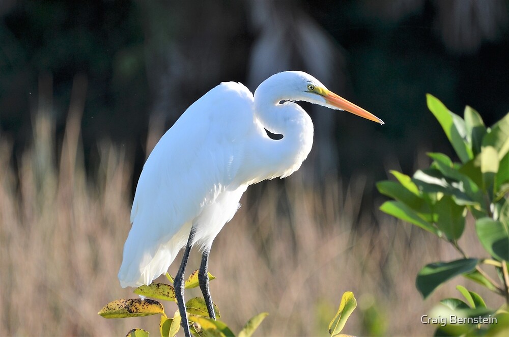 "White Egret" by Craig Bernstein | Redbubble