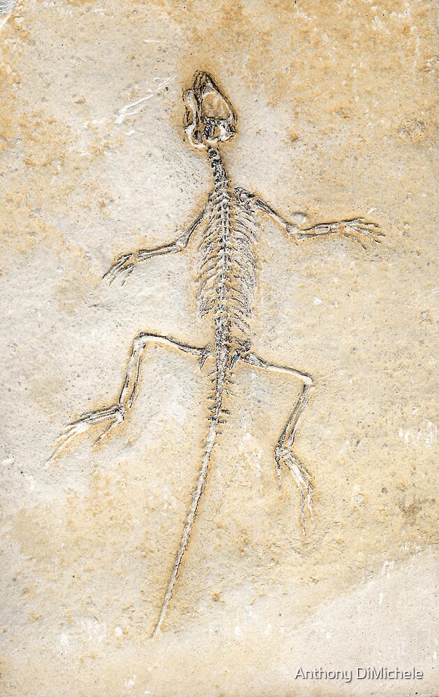 "lizard fossil" by Anthony DiMichele | Redbubble