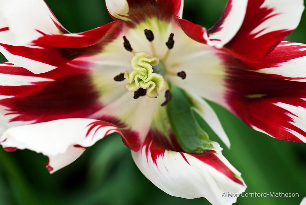 ""Flaming Green Parrot" Tulip" by Alison Cornford-Matheson | Redbubble