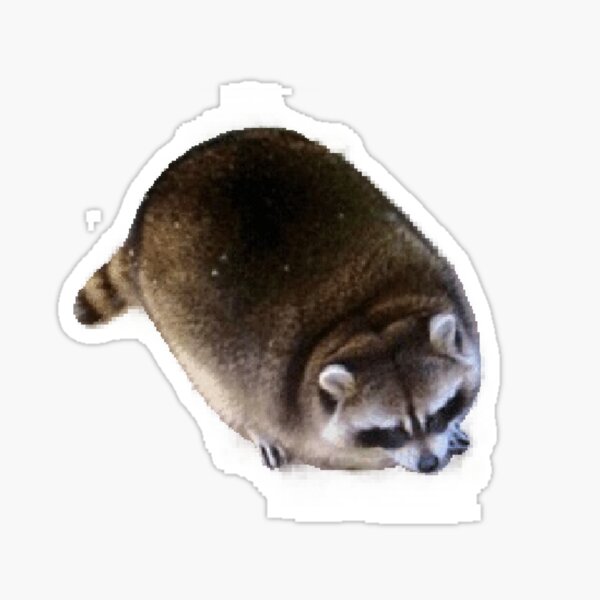 Raccoon Stickers | Redbubble