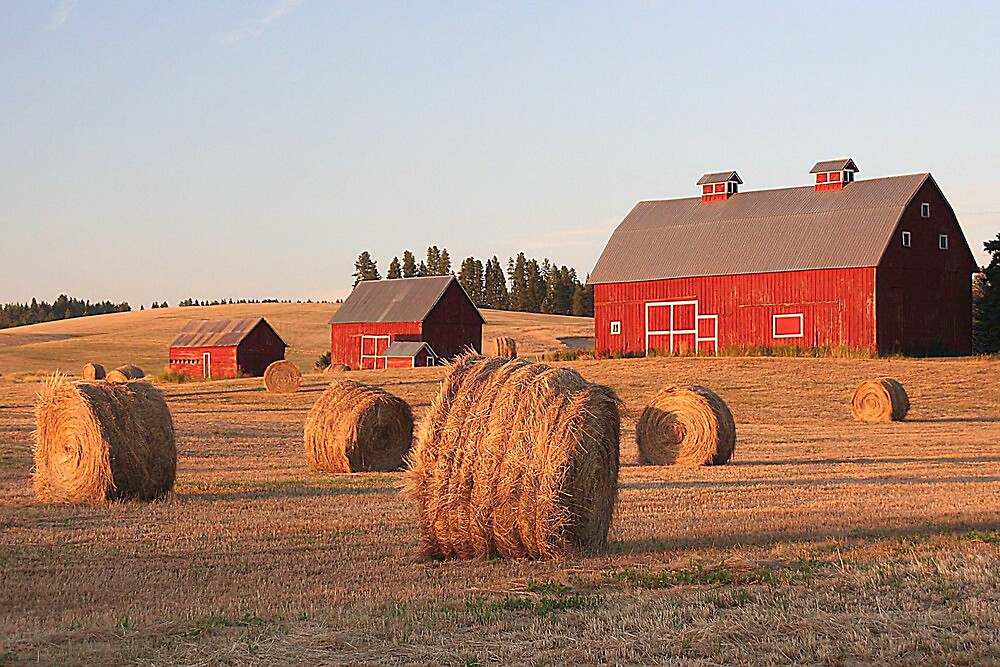 "Golden Summer Barn Scene In Idaho" by JaneLoughney | Redbubble
