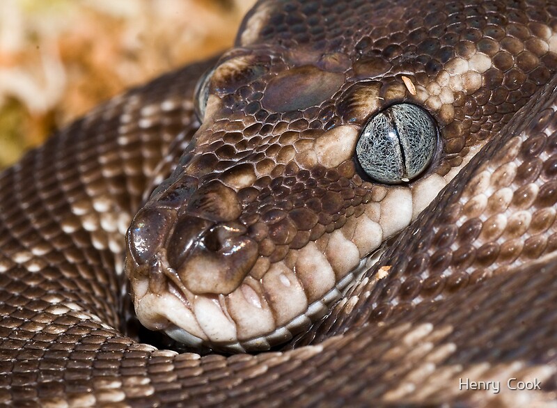 "Devoted Mother- Rough-scaled python" by Henry Cook | Redbubble
