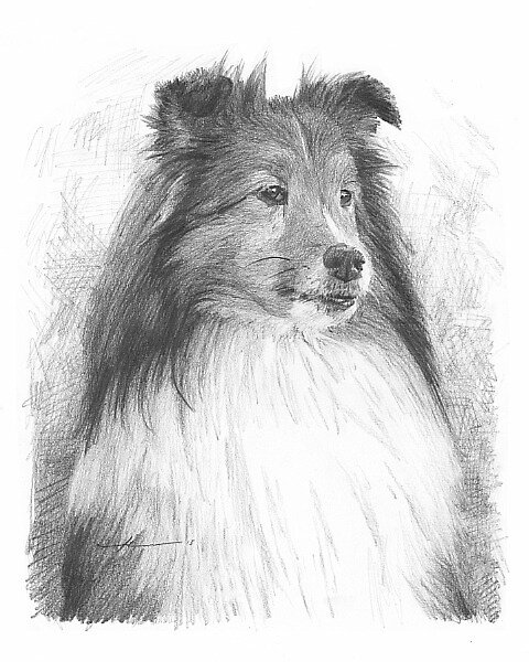"sheltie drawing" by mike theuer | Redbubble