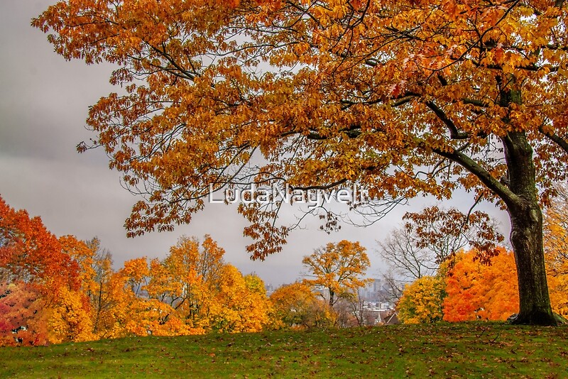 "Brookline, Summer street view of fall" by LudaNayvelt | Redbubble