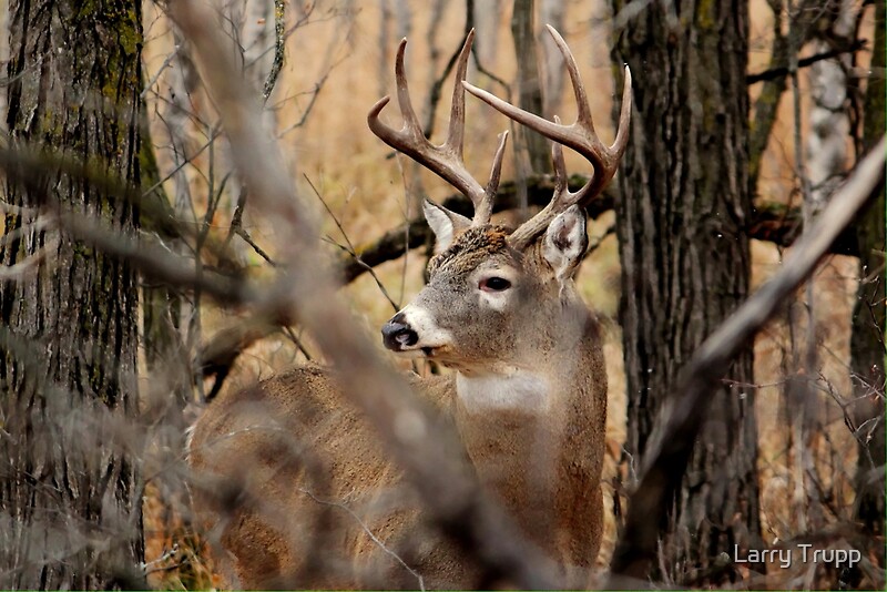 "8 Point Buck" by Larry Trupp | Redbubble