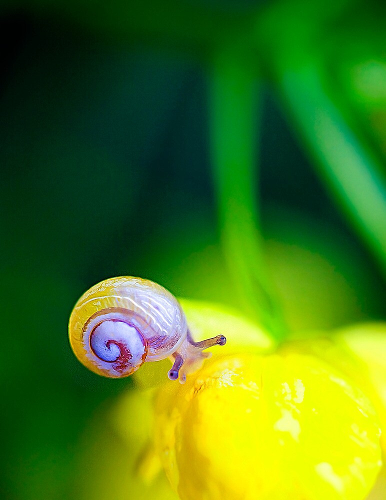 "the beautiful snail" by Carol Yepes | Redbubble